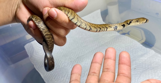 USCBB 2023 Black-tailed Cribo (Drymarchon Melanurus) Cribo & Indigo ...