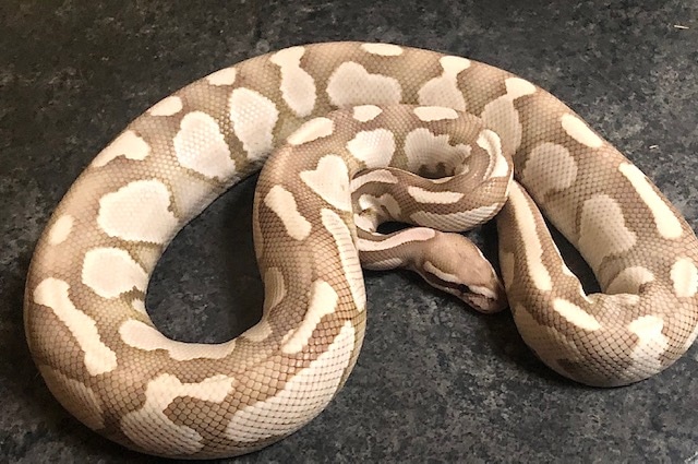 Desert Ghost Lesser Breeder 17 Ball Python by Ses-reptiles - MorphMarket