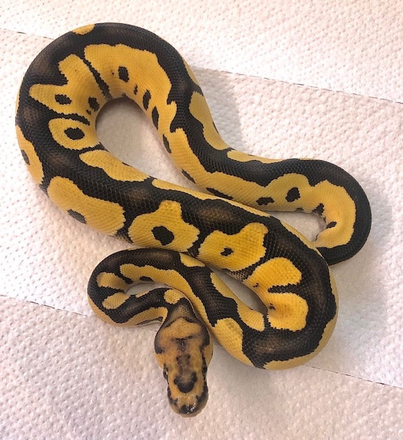 Desert Ghost Clown Ball Python by Ses-reptiles - MorphMarket