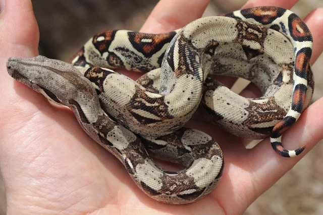 Red- Talied Boa; Arabesque/Hypo True Red-tailed Boa Constrictor by ...