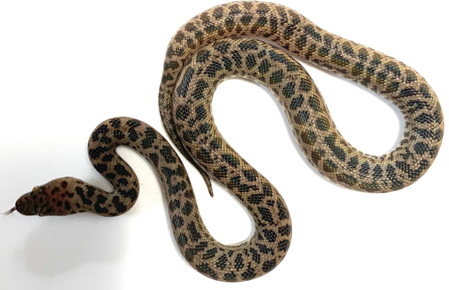 Het Granite Spotted Python by STReptiles - MorphMarket