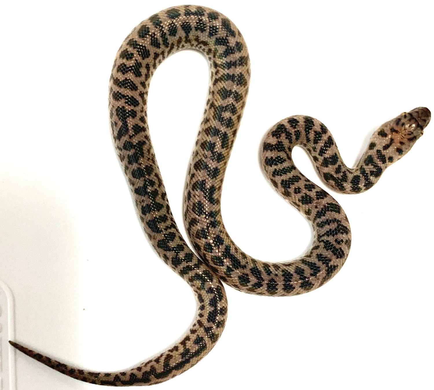 Het Granite Spotted Python by STReptiles - MorphMarket