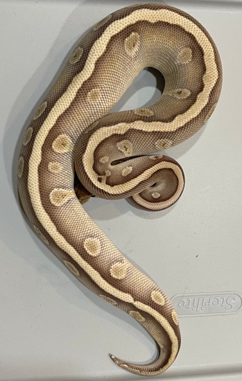 Mojave Lucifer Platinum Hidden Gene Woma Ball Python by STReptiles