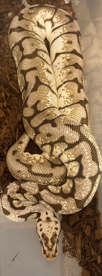 Bumble Bee Het Desert Ghost Ball Python by STReptiles