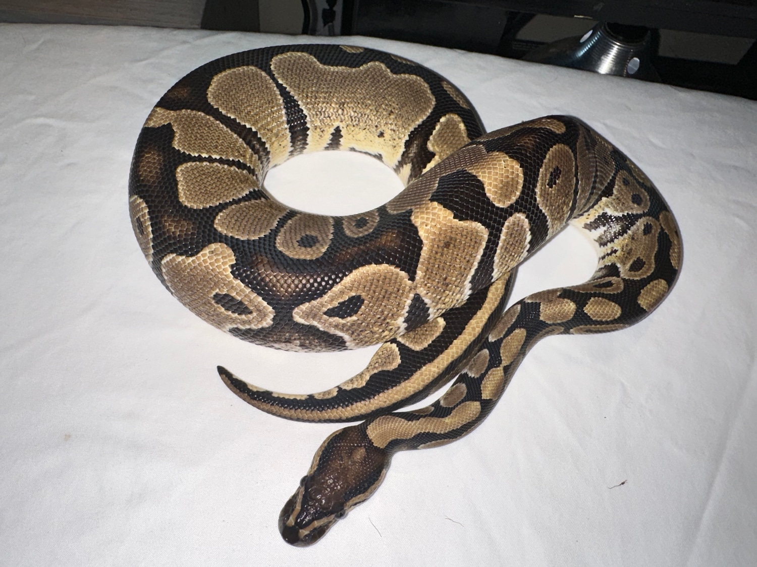 Normal Ball Python by Cajun Exoticz - MorphMarket