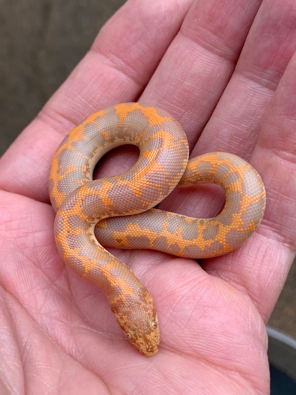 Albino Kenyan Sand Boa by Seth's Sand Boas - MorphMarket