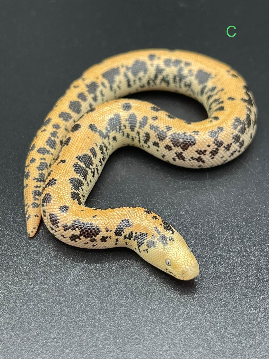 GX Paint Sand Boa Female 100% Het Albino W/ Clean Head Kenyan Sand Boa ...