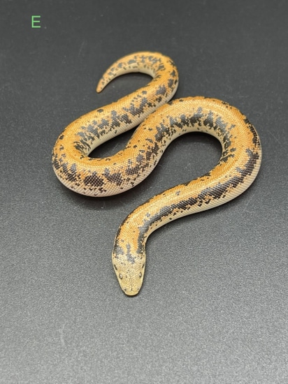 Paint Sand Boa Female, Het Albino, Het GX Kenyan Sand Boa by Wag Fam Herps