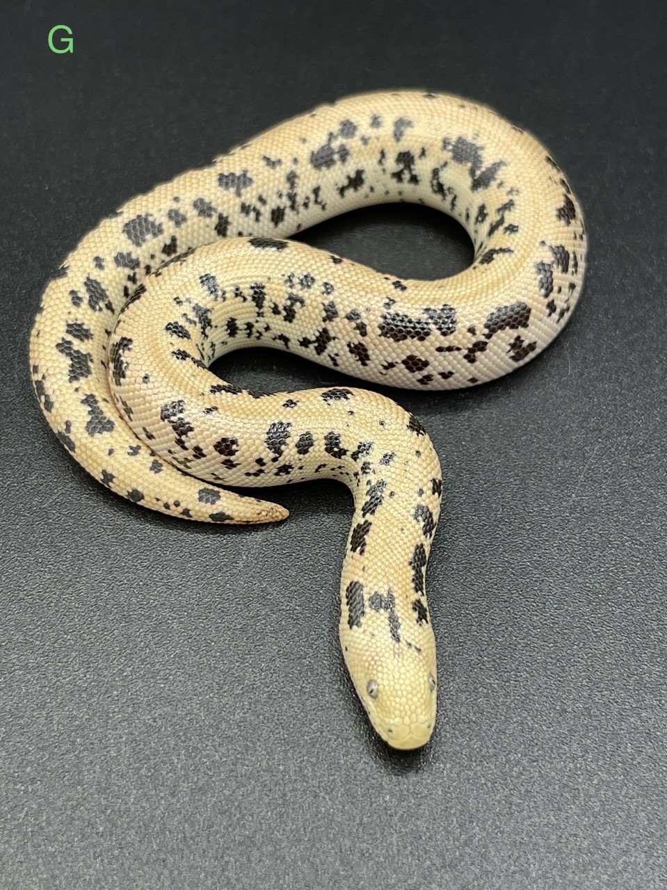 GX Paint Sand Boa Male 100% Het Albino W/ Clean Head Kenyan Sand Boa by ...