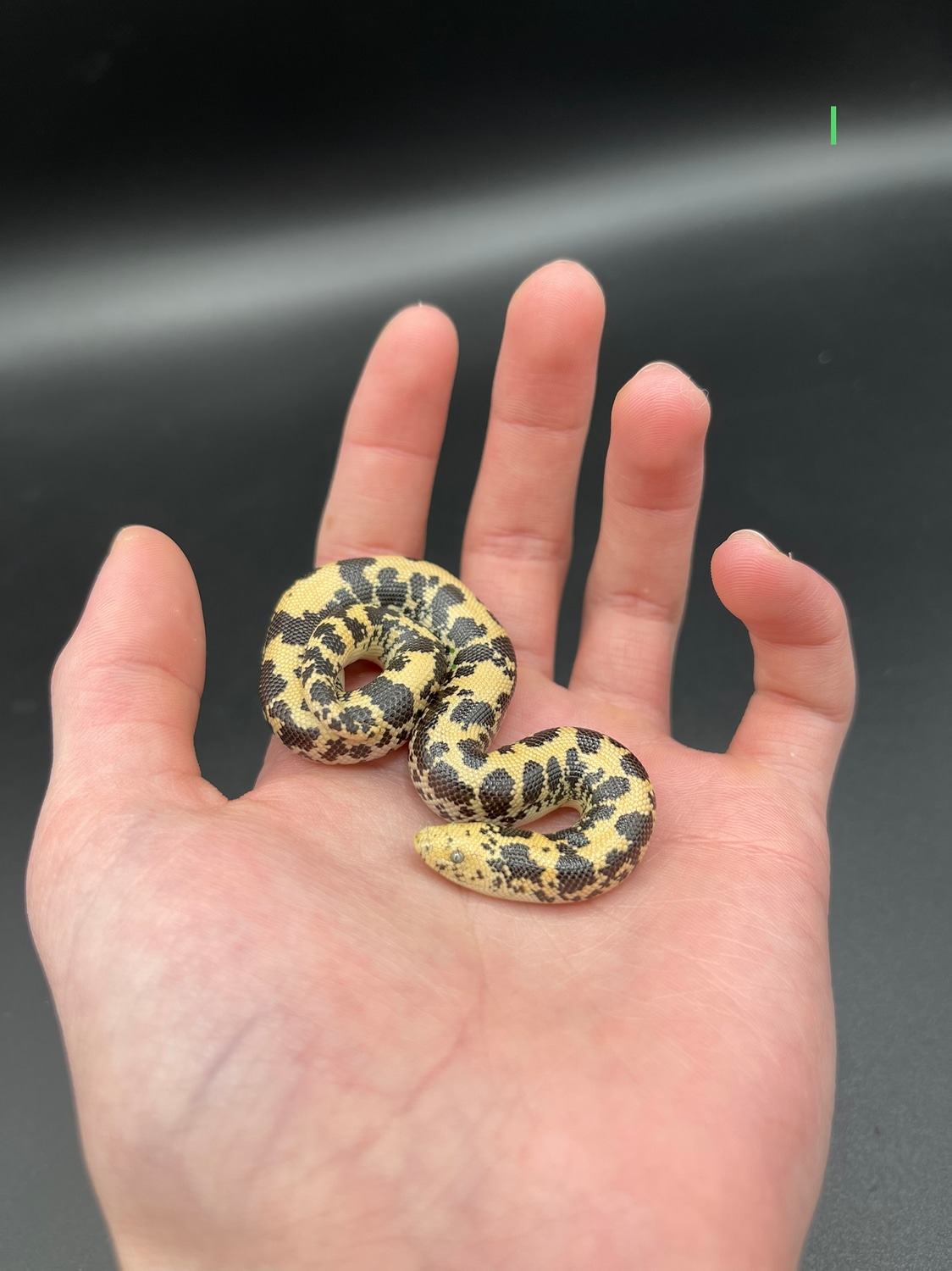 Reduced Pattern GX, Het Paint Male Sand Boa, Clean Head Kenyan Sand Boa ...