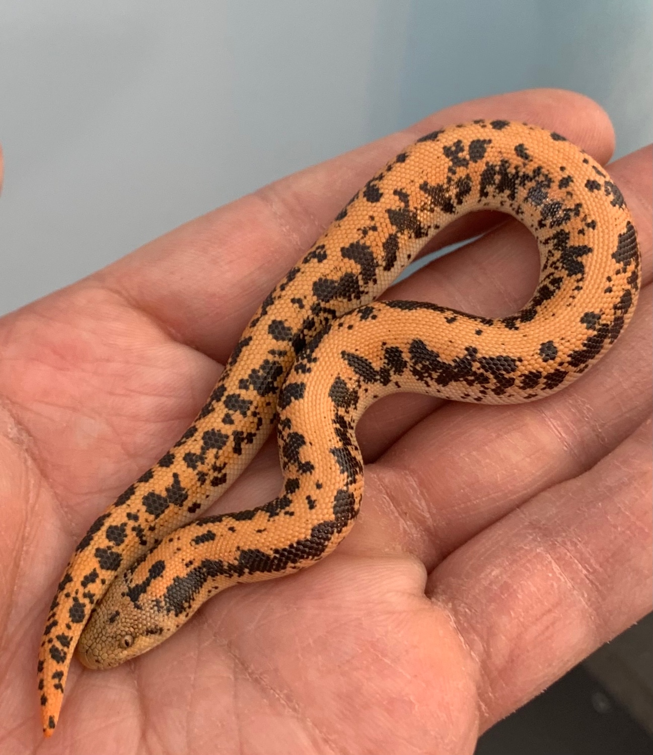 Paint Sand Boa Male, Het Albino, Het GX Kenyan Sand Boa by Seth's Sand ...