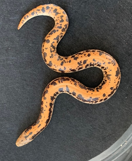 Paint Sand Boa Male, Het Albino, Het GX Kenyan Sand Boa by Wag Fam Herps