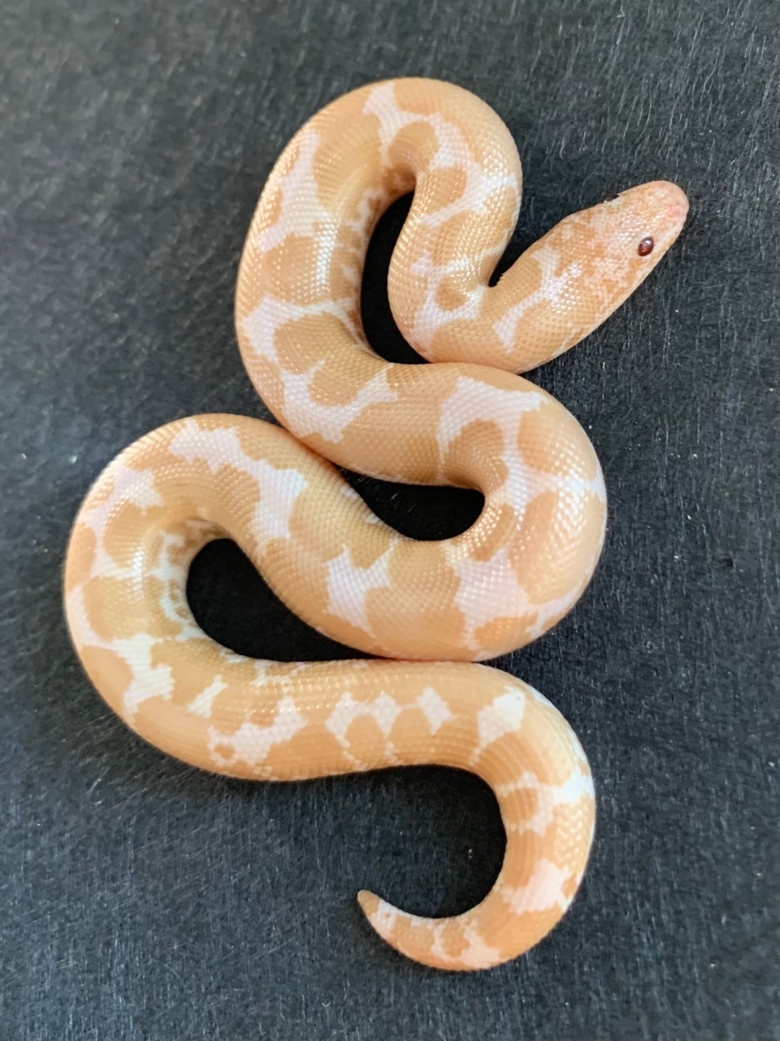Snow Sand Boa Kenyan Sand Boa by Seth's Sand Boas - MorphMarket