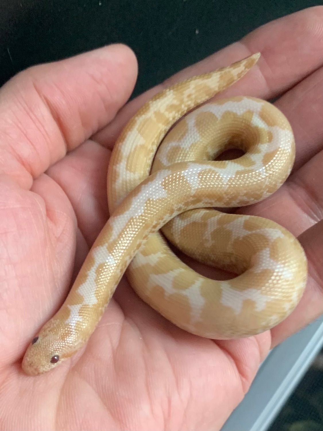 Snow Sand Boa Kenyan Sand Boa by Seth's Sand Boas - MorphMarket
