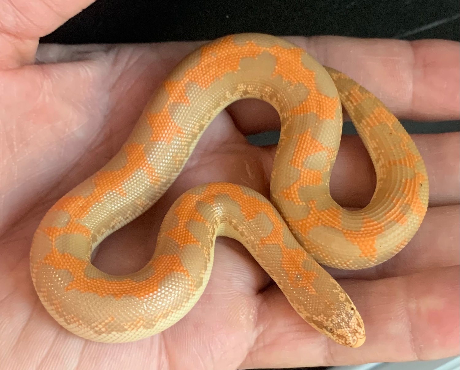 Albino Sand Boa Kenyan Sand Boa by Seth's Sand Boas - MorphMarket