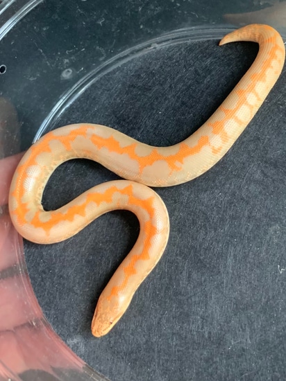 Albino Sand Boa Kenyan Sand Boa by Wag Fam Herps