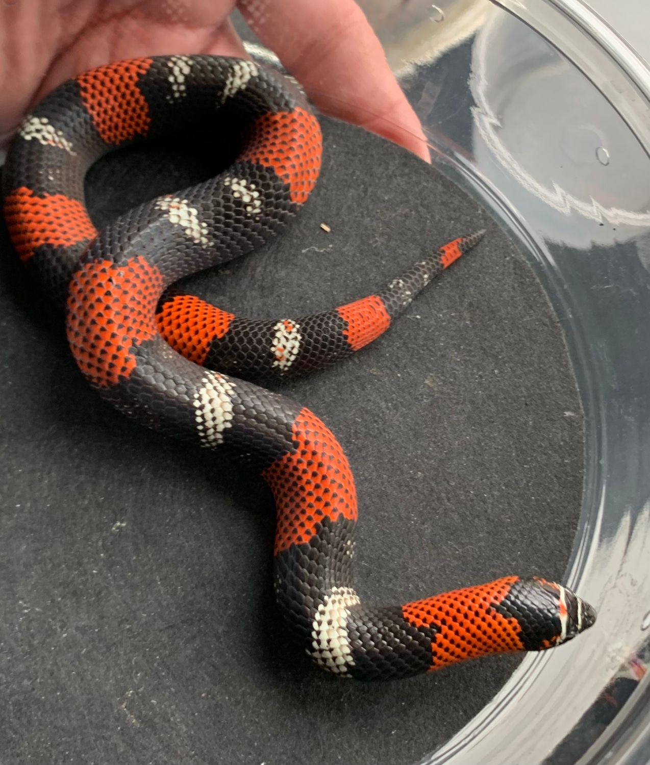 CB Pair Tri-color Hognose by Seth's Sand Boas - MorphMarket