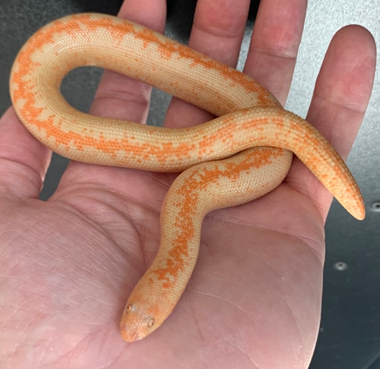 2021 Male Albino Stripe Kenyan Sand Boa by Wag Fam Herps