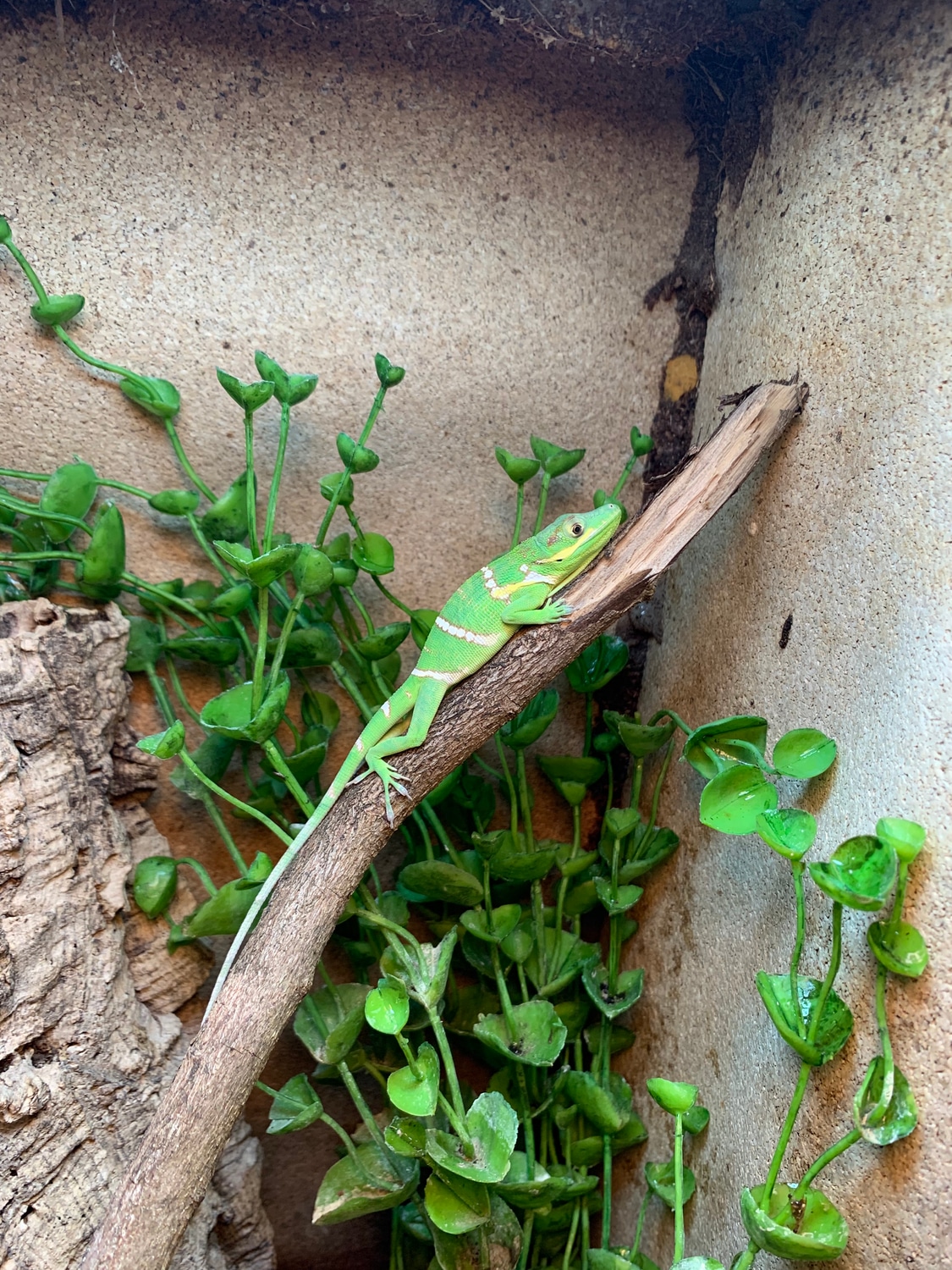 CB Anolis Equestris Potior - Well Started Juveniles Anole by Seth's ...