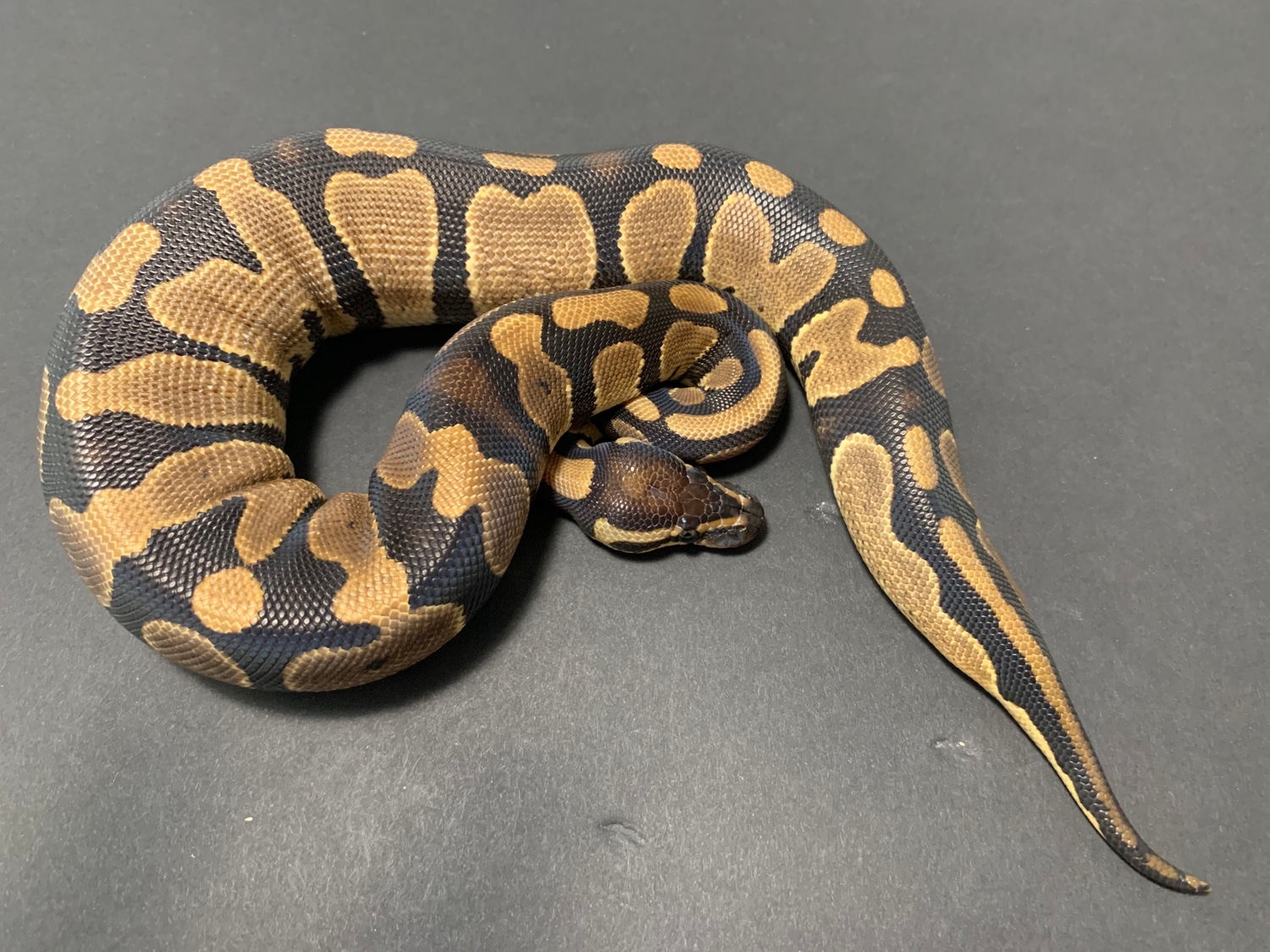 Blade Ball Python by Hurst Reptiles - MorphMarket