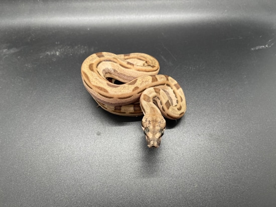 Pastel Dream Hypo Motley Arabesque Boa Constrictor by Hurst Reptiles