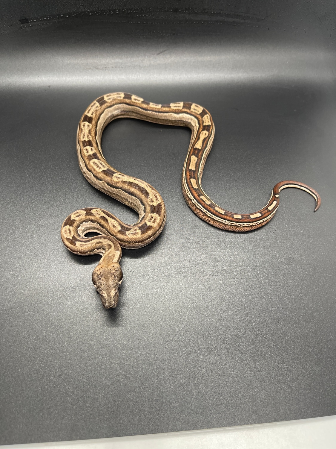 Pastel Dream Arabesque Motley Boa Constrictor by Hurst Reptiles ...