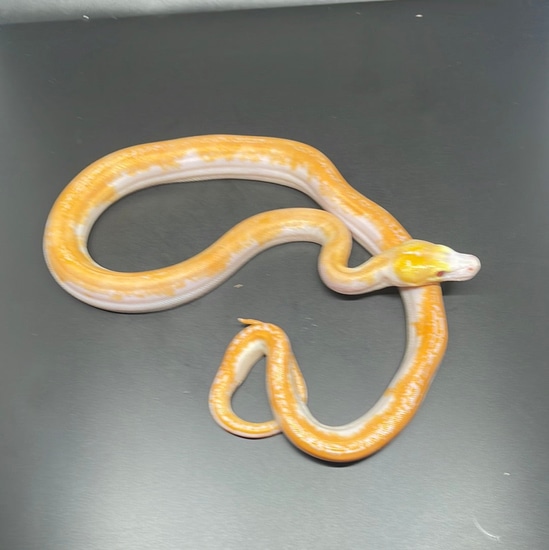 Albino Pied Reticulated Python by Hurst Reptiles