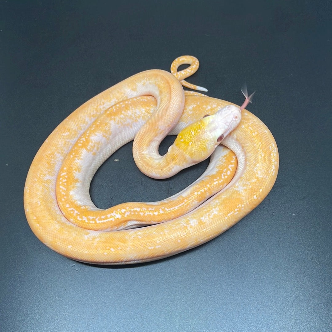 Albino Pied Reticulated Python by Hurst Reptiles - MorphMarket