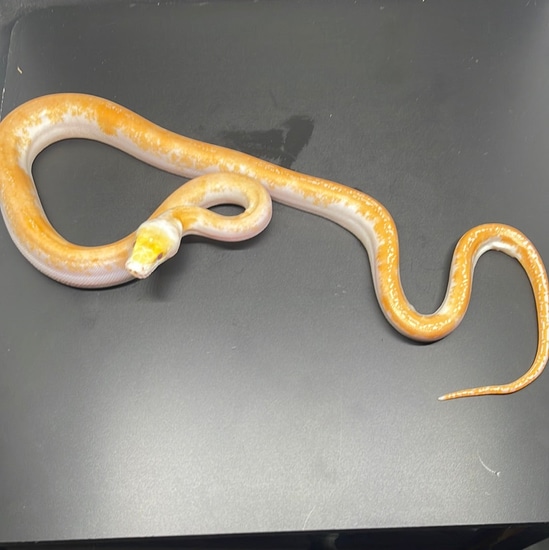 Albino Pied Reticulated Python by Hurst Reptiles