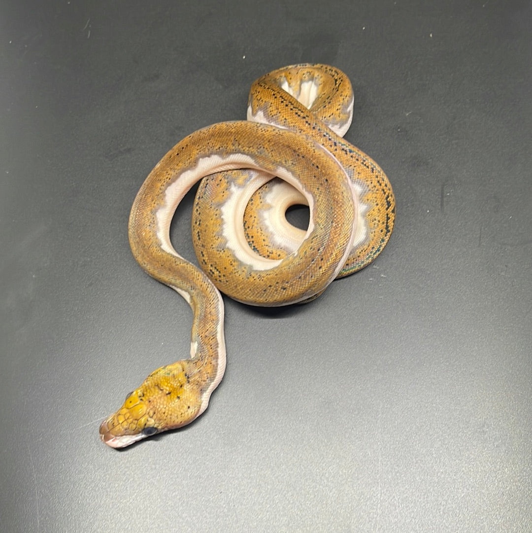 Pied Het Albino Reticulated Python by Hurst Reptiles - MorphMarket