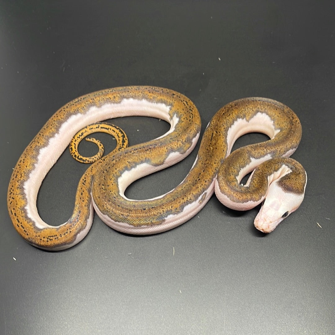 Pied Het Albino Reticulated Python by Hurst Reptiles - MorphMarket