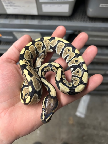 Desert Ghost 66 Het Vpi Axanthic Ball Python by Hurst Reptiles