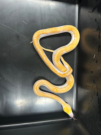 Albino Pied Reticulated Python by Hurst Reptiles