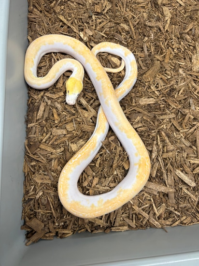 Albino Pied Reticulated Python by Hurst Reptiles