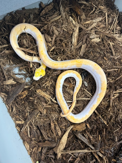Albino Pied Reticulated Python by Hurst Reptiles