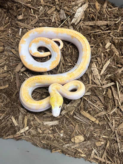Albino Pied Reticulated Python by Hurst Reptiles
