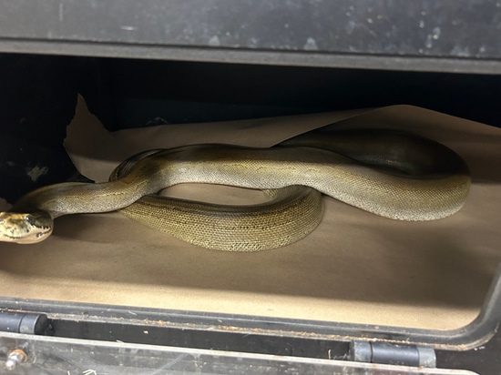 Patternless Rock Python by Hurst Reptiles