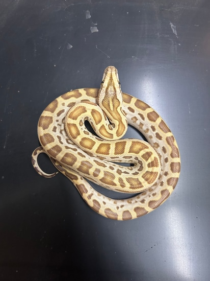 Hypo Het Albino Green Burmese Python by Hurst Reptiles