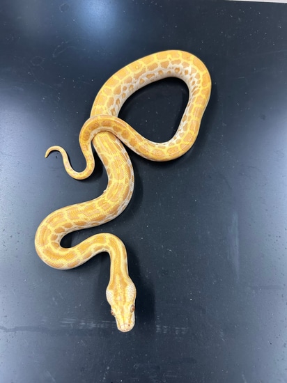 Pearl Het Green Burmese Python by Hurst Reptiles