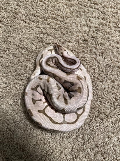Lesser Leopard Spider Ball Python by Magnolia Pythons and Boas