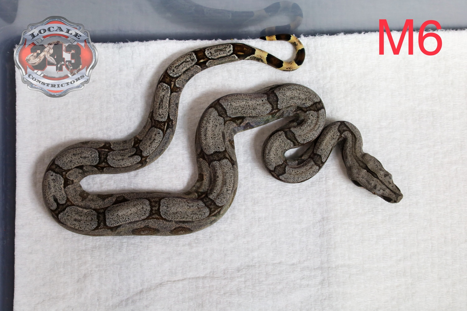 Bolivian Amarali Short-tailed Boa Constrictor by Locale Constrictors ...