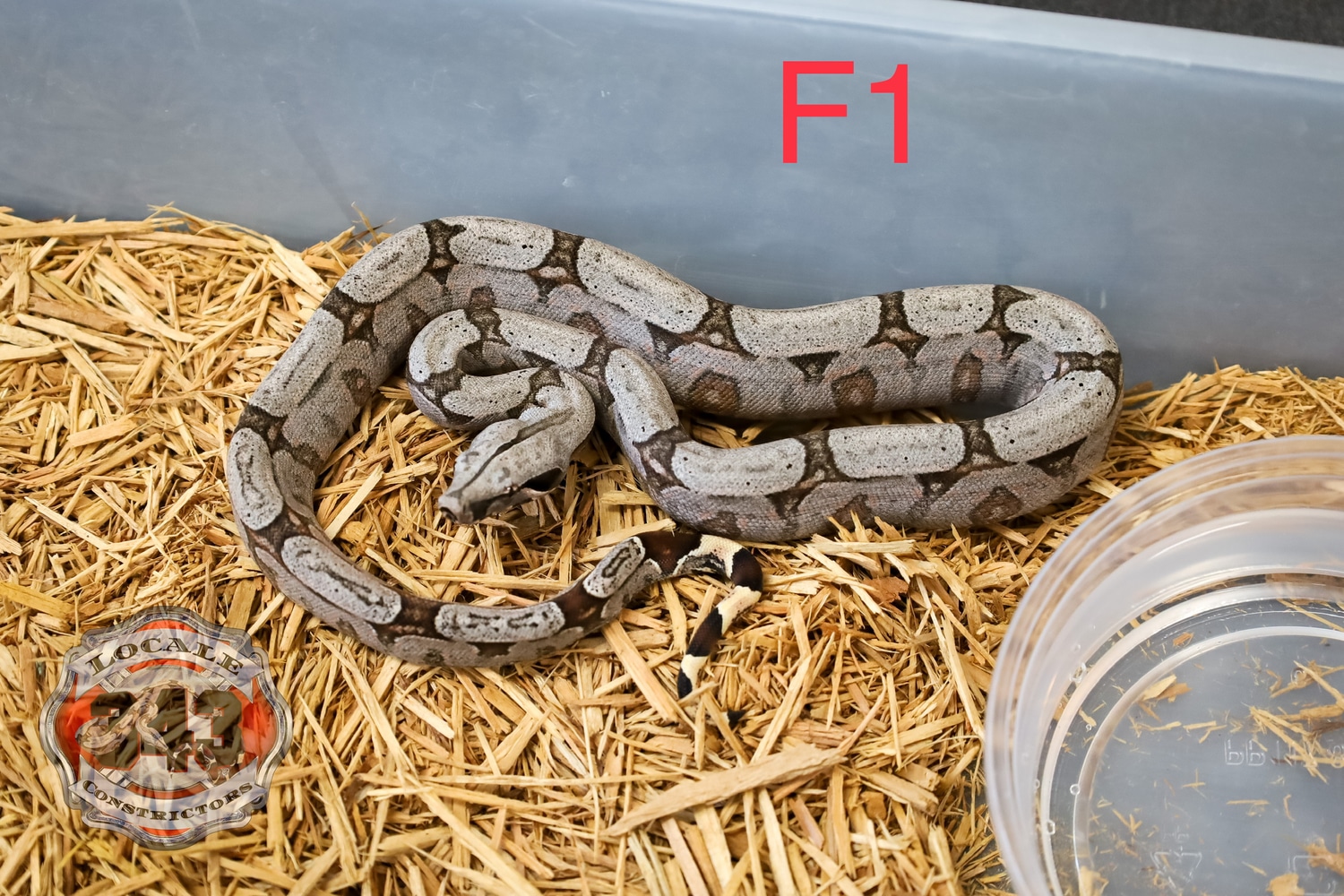 Bolivian Amarali Short-tailed Boa Constrictor by Locale Constrictors ...