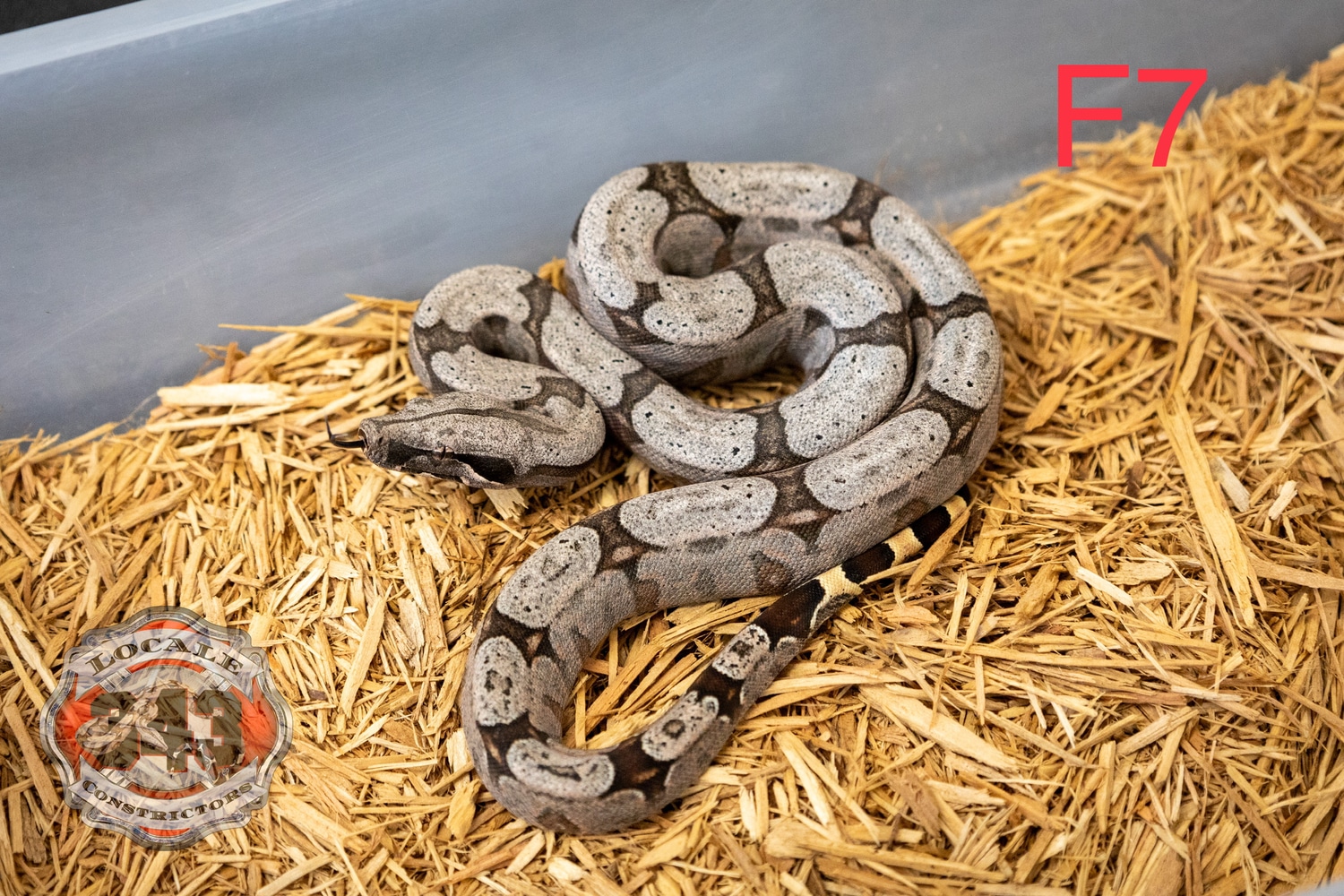 Bolivian Amarali Short-tailed Boa Constrictor by Locale Constrictors ...