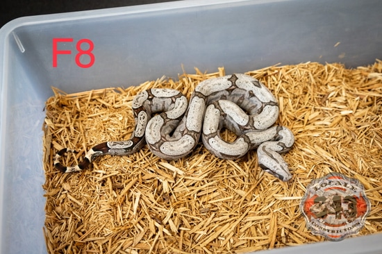 Bolivian Amarali Short-Tailed Boa Constrictor by Locale Constrictors