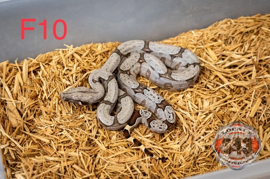 Bolivian Amarali Short-Tailed Boa Constrictor by Locale Constrictors
