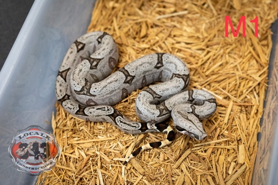 Bolivian Amarali Short-Tailed Boa Constrictor by Locale Constrictors
