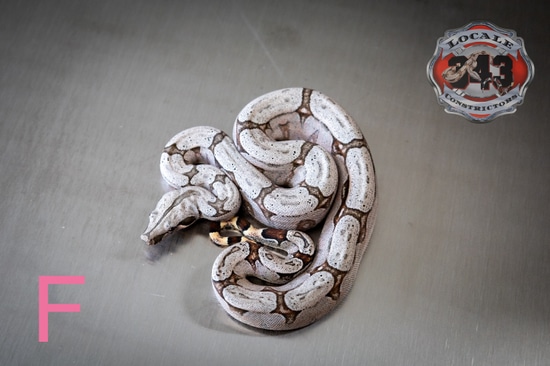 Bolivian Amarali Short-Tailed Boa Constrictor by Locale Constrictors