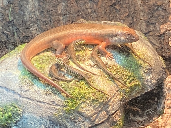 Kenyan Zebra Skinks More Skink by Seven Brooks Lizard Company, LLC