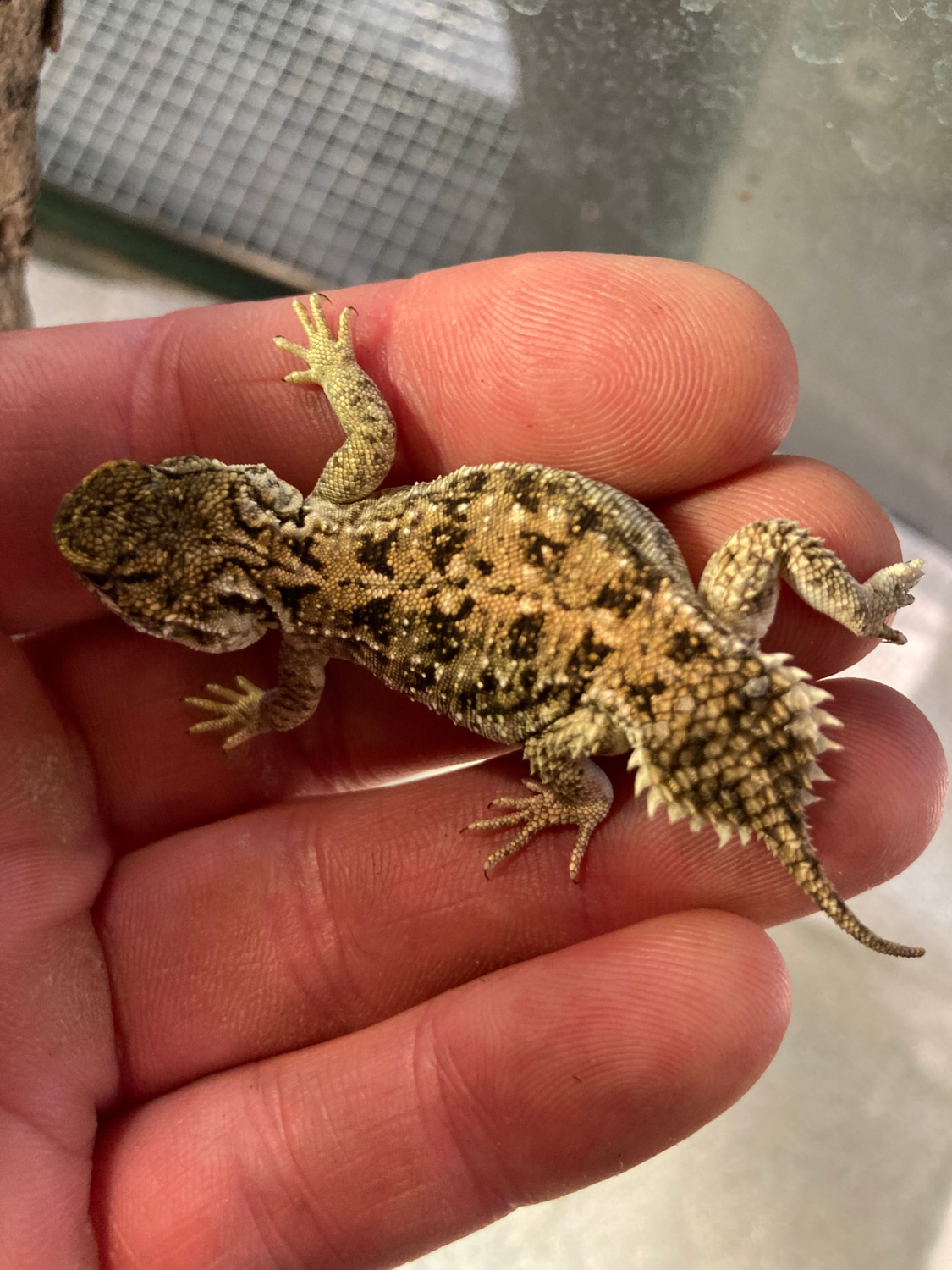 Xenagama Batillifera More Lizard by Seven Brooks Lizard Company, LLC ...