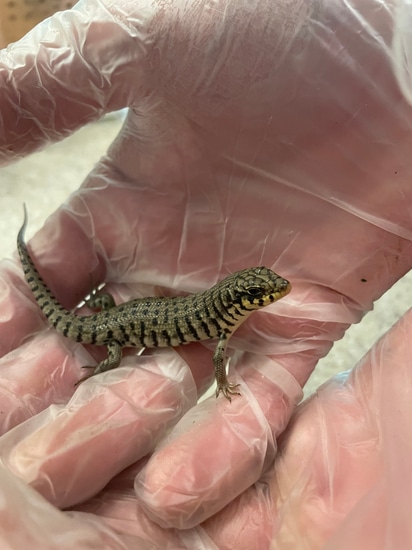 Kenyan Zebra Skink More Skink by Seven Brooks Lizard Company, LLC